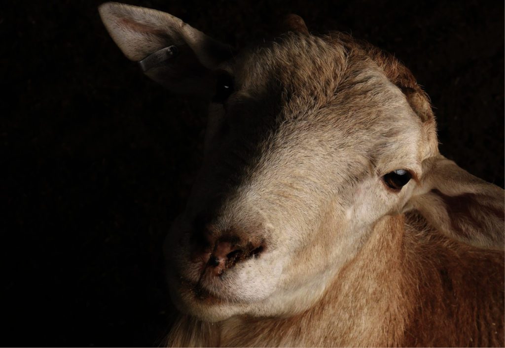 July: Yin Fire Goat, Confidence, Elemental Remedies